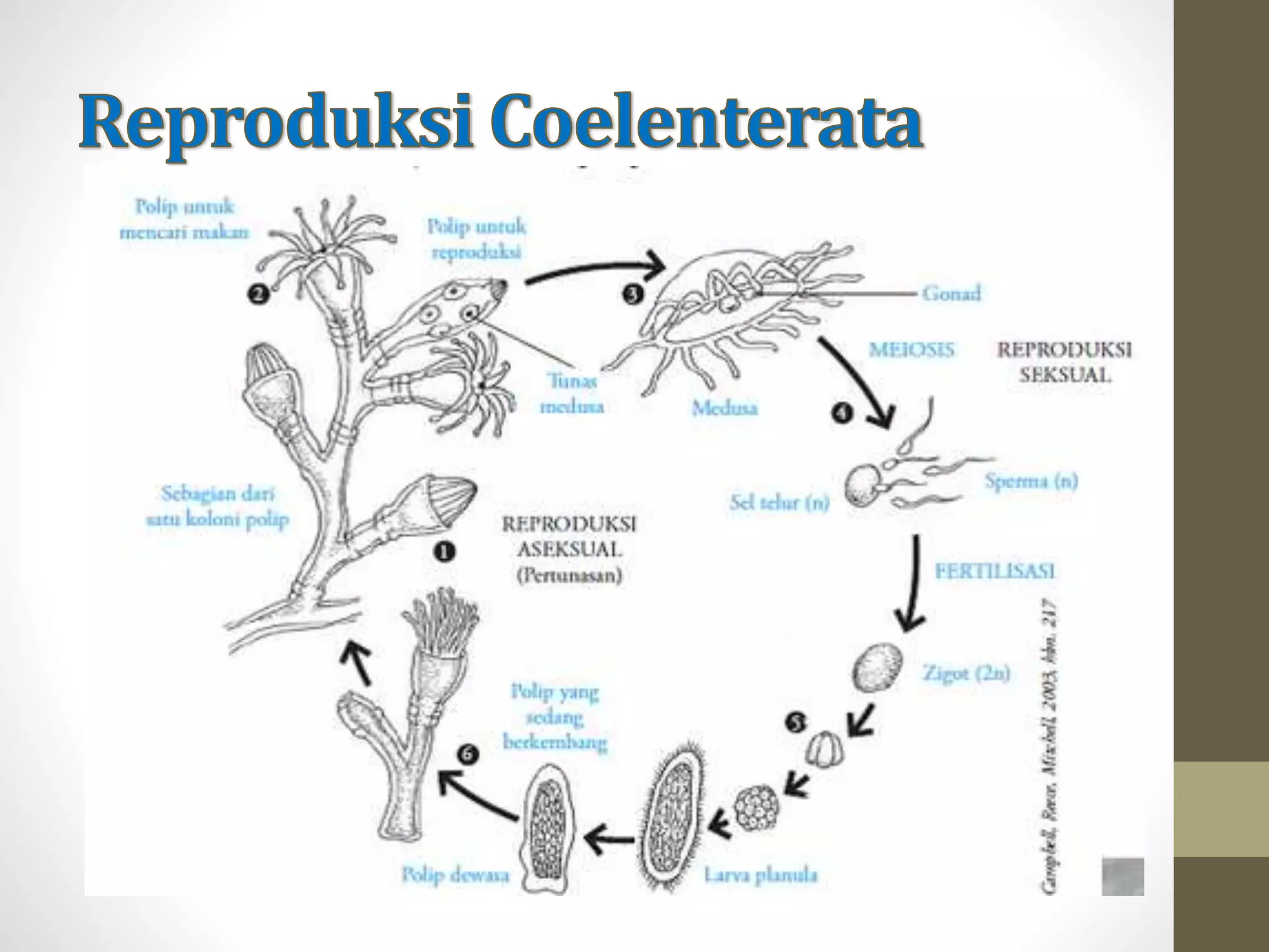 Filum Coelenterata dan Ctenophora | PPTX