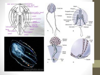 Filum Coelenterata dan Ctenophora | PPTX