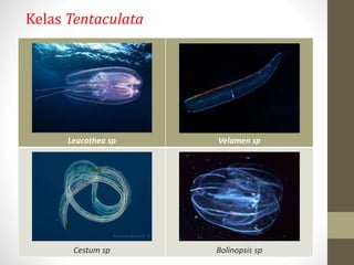 Filum Coelenterata dan Ctenophora | PPTX