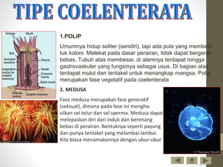 Filum Coelenterata dan Ctenophora | PPTX