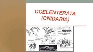 Coelenterata | PPTX