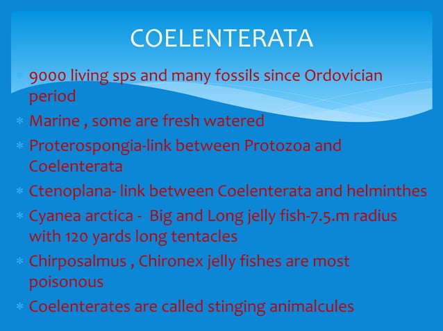 Coelenterata general characters & classification | PPTX | Biological ...