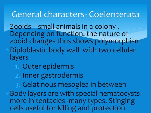 Coelenterata general characters & classification | PPTX | Biological ...