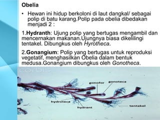 Coelenterata Kelas 10 BIOLOGY | PPT