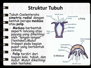 Coelenterata Kelas 10 BIOLOGY | PPT