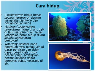 Coelenterata Kelas 10 BIOLOGY | PPT