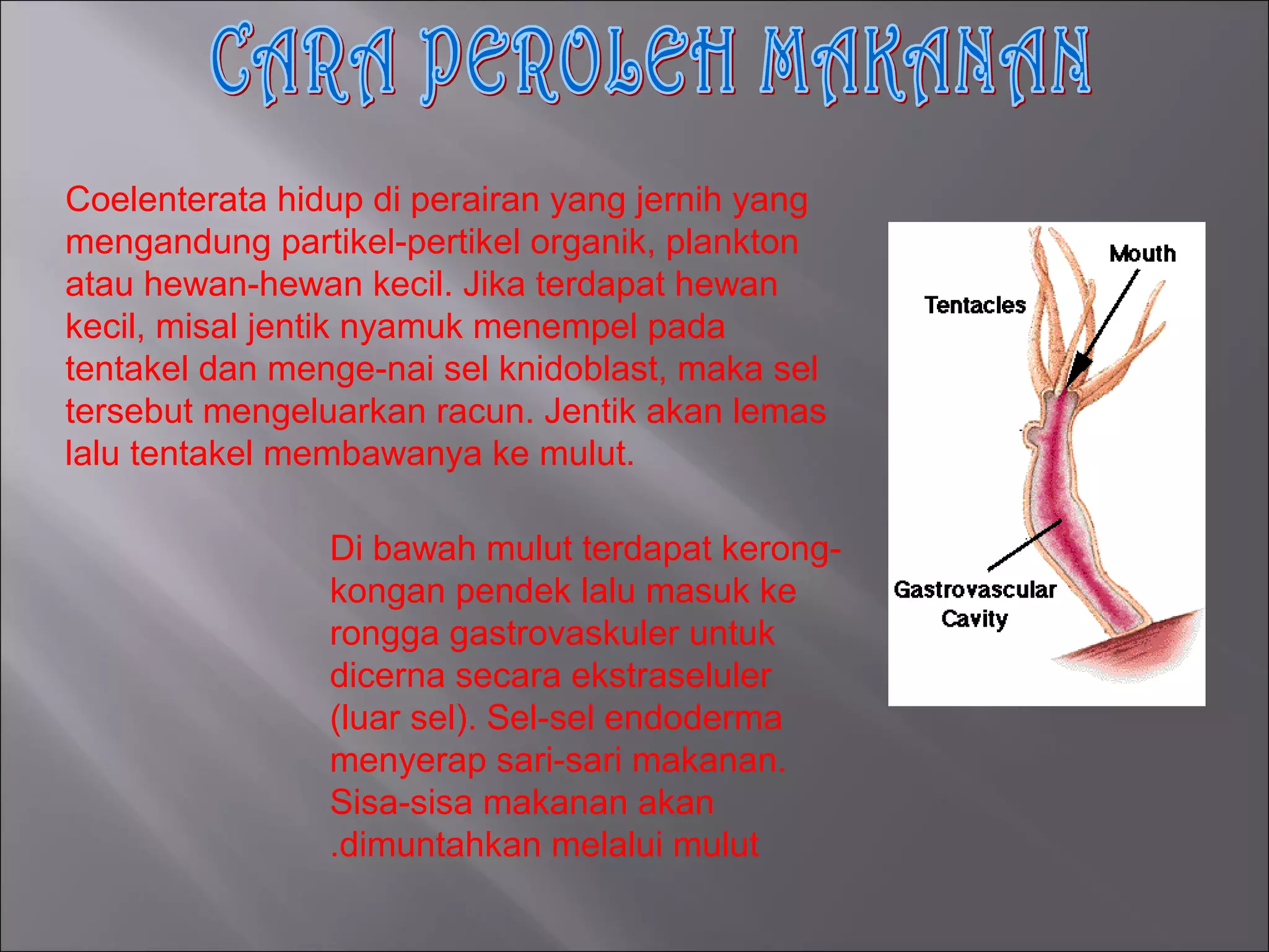 Filum Coelenterata | PPT