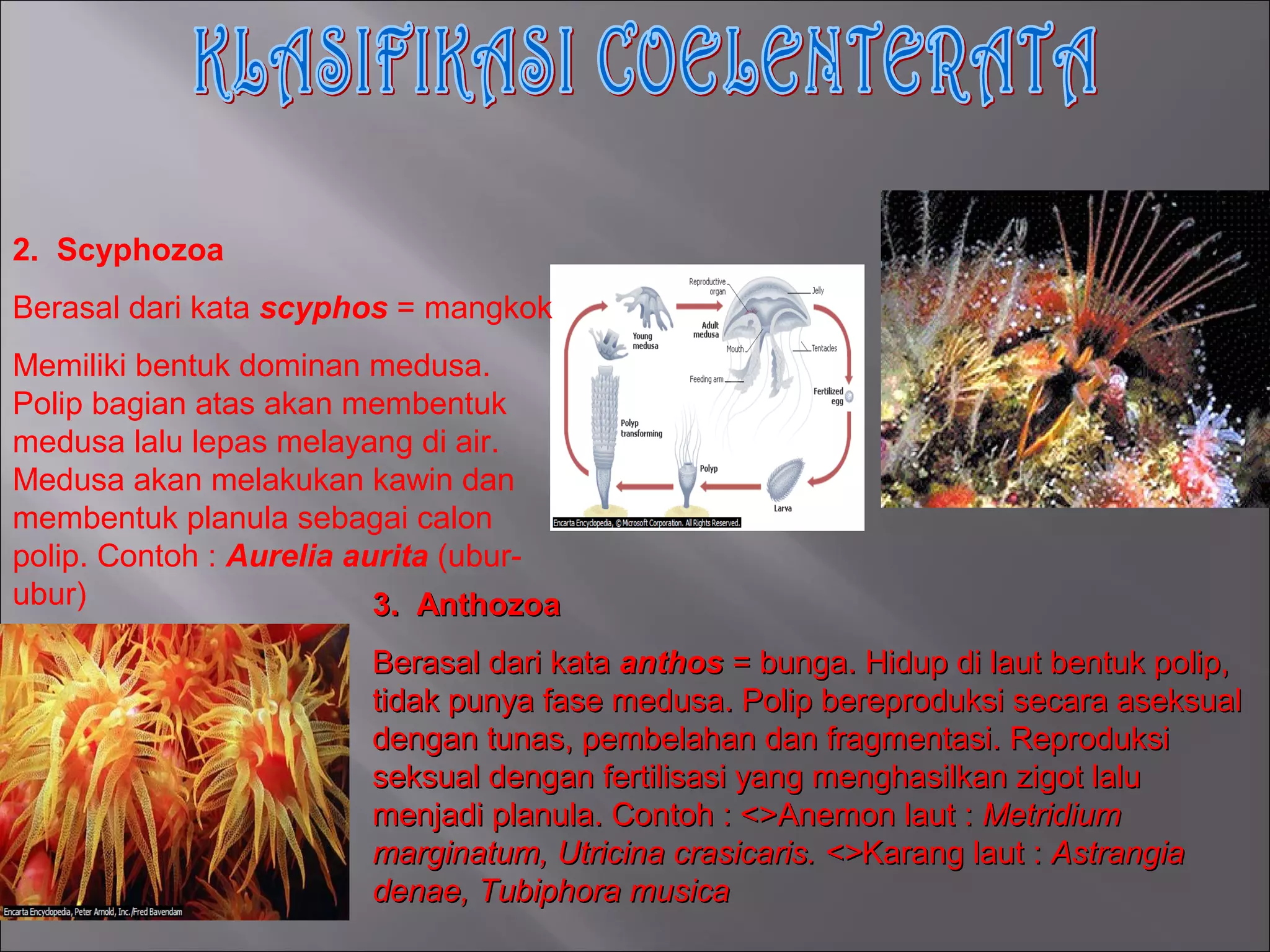 Filum Coelenterata | PPT
