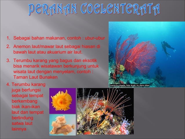 Filum Coelenterata | PPT