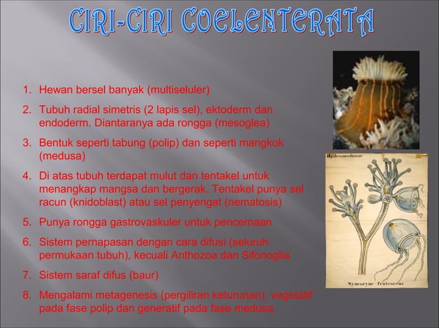 Filum Coelenterata | PPT