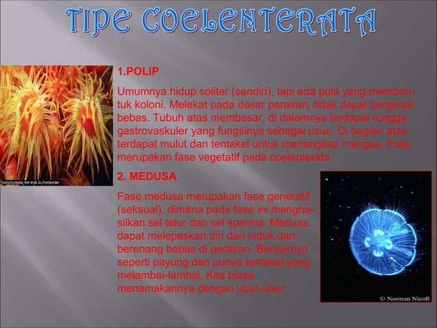 Filum Coelenterata | PPT
