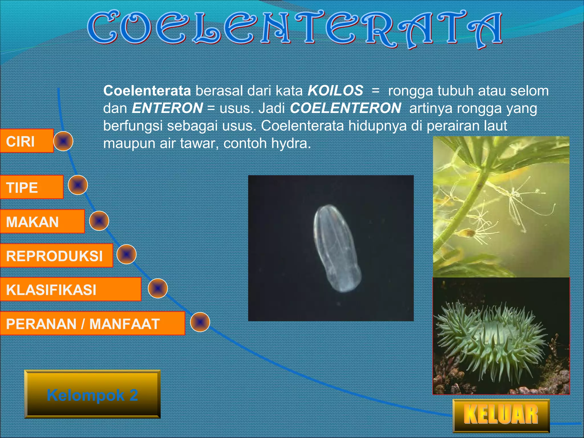Coelenterata biologi | PPT
