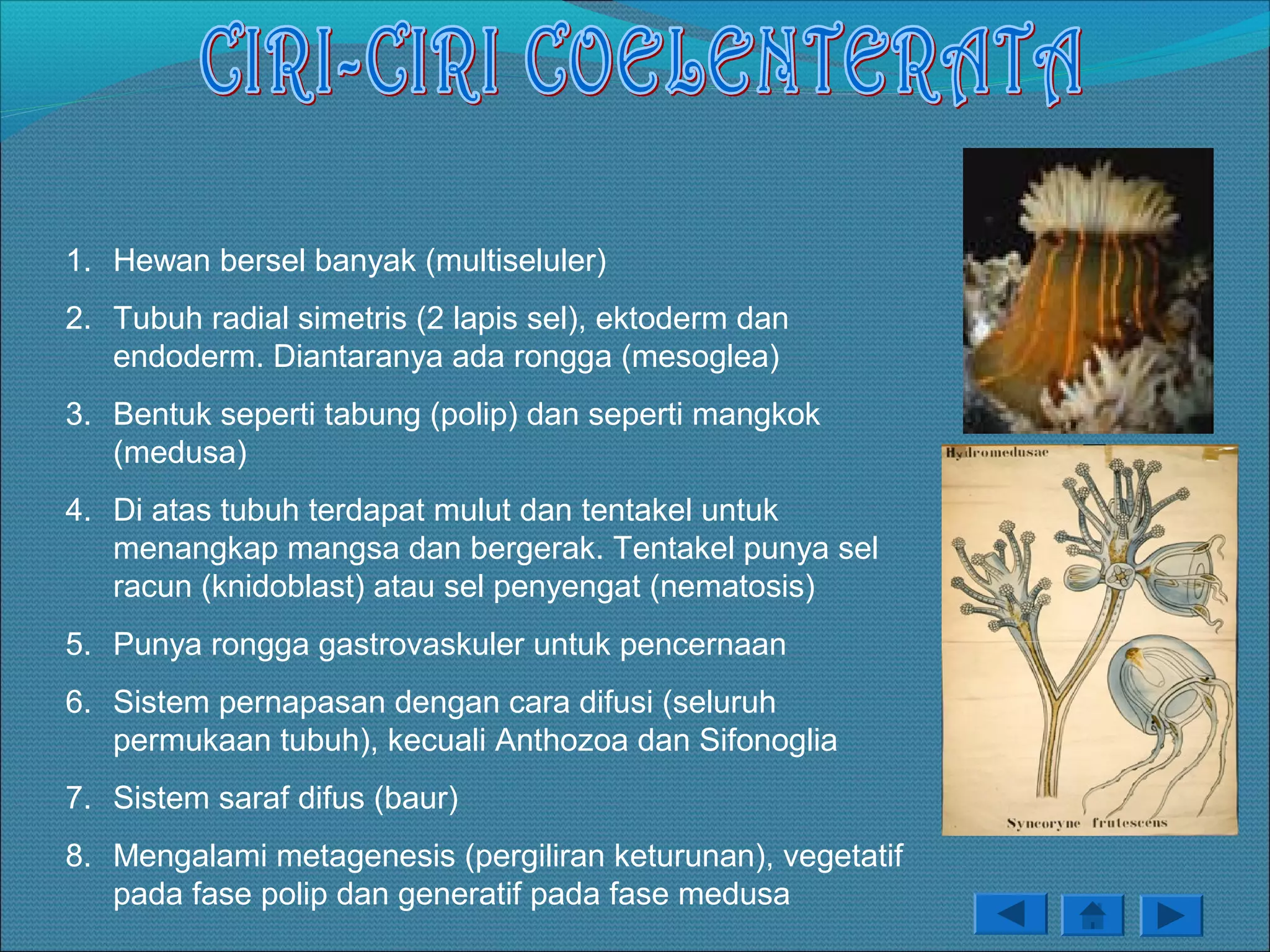 Coelenterata biologi | PPT