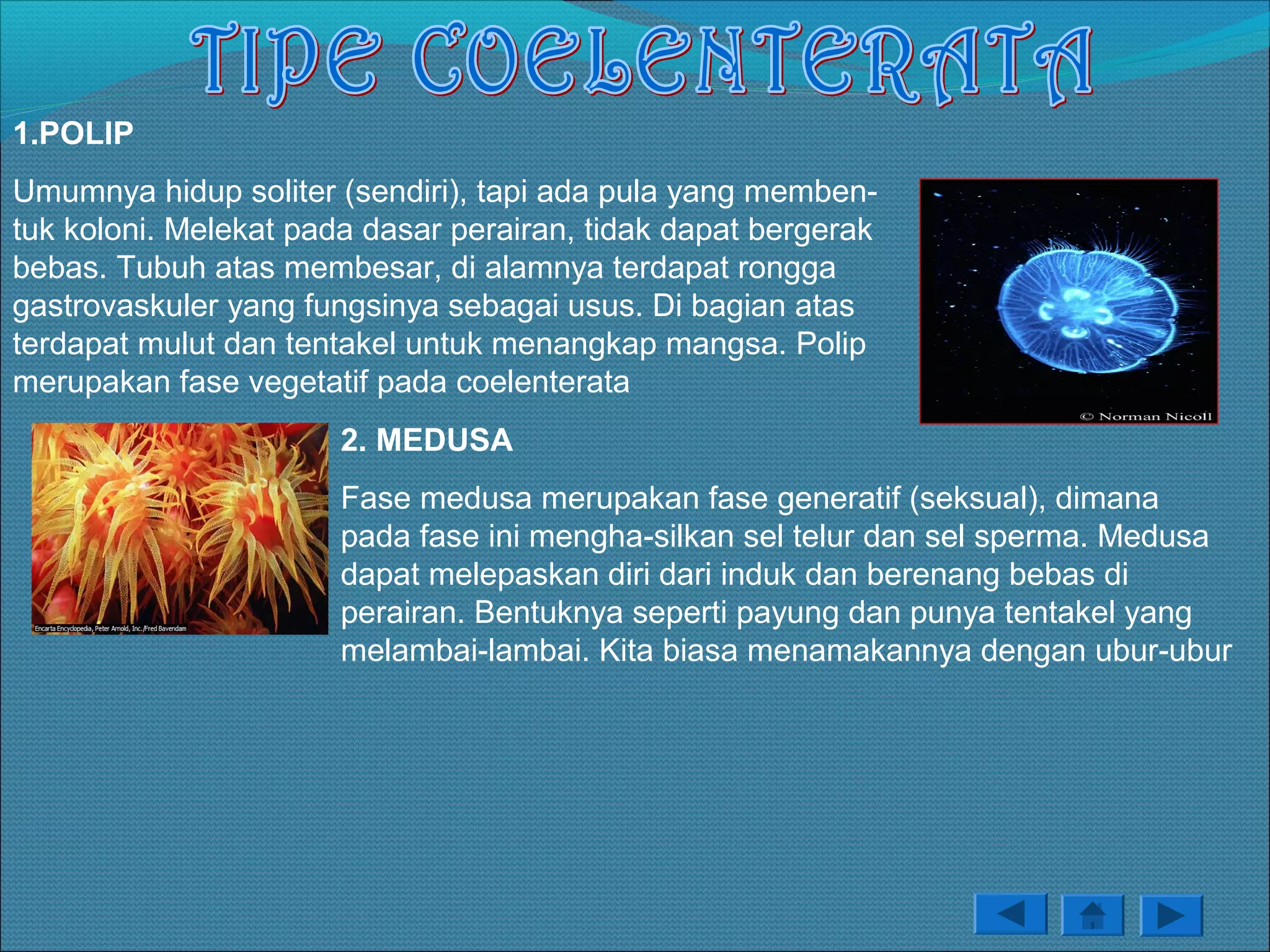 Coelenterata biologi | PPT