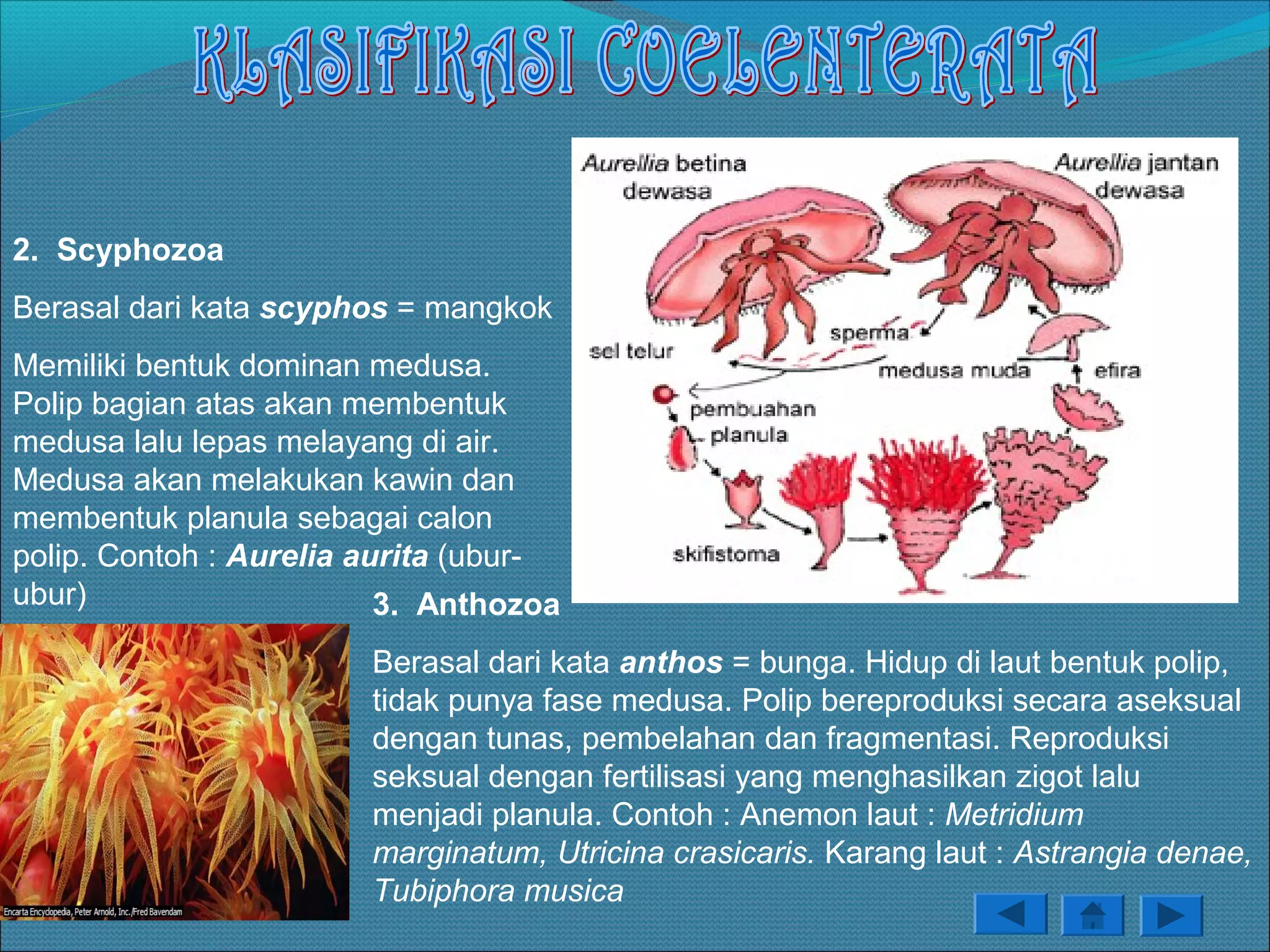 Coelenterata biologi | PPT