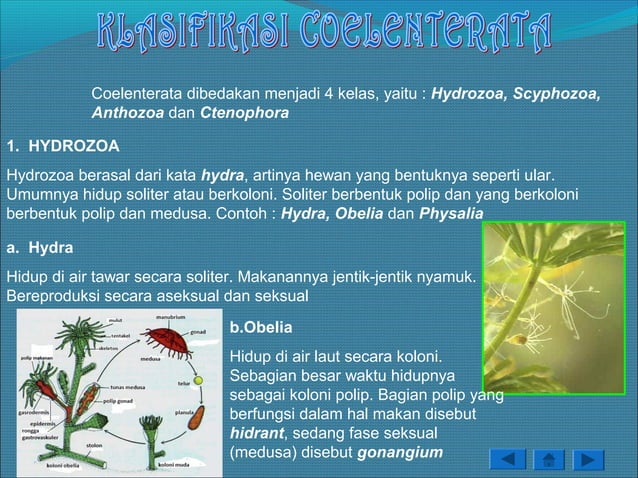 Coelenterata biologi | PPT