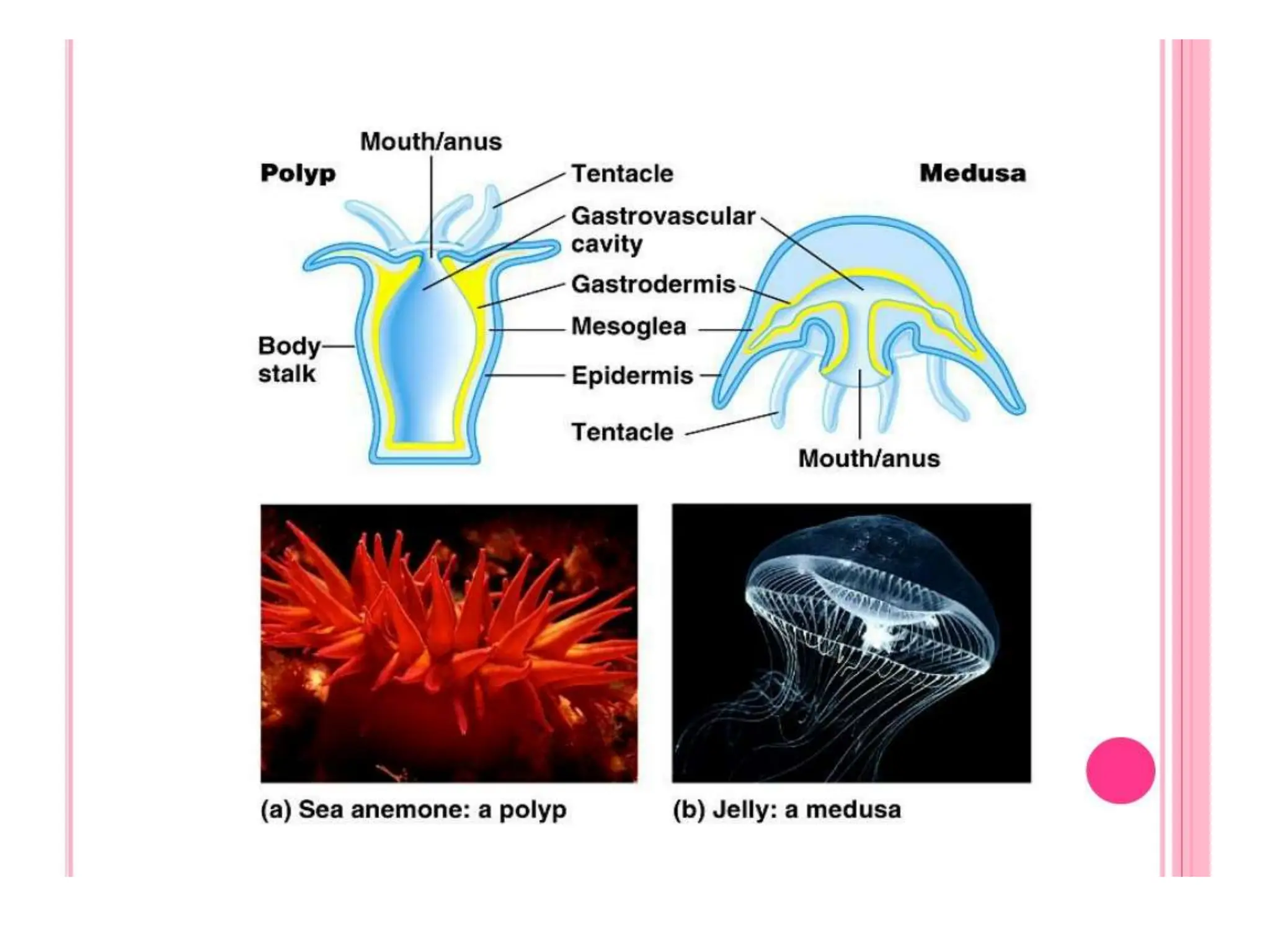 COELENTERATA CLASSIFICATION.-Cnidaria pptx | PPT