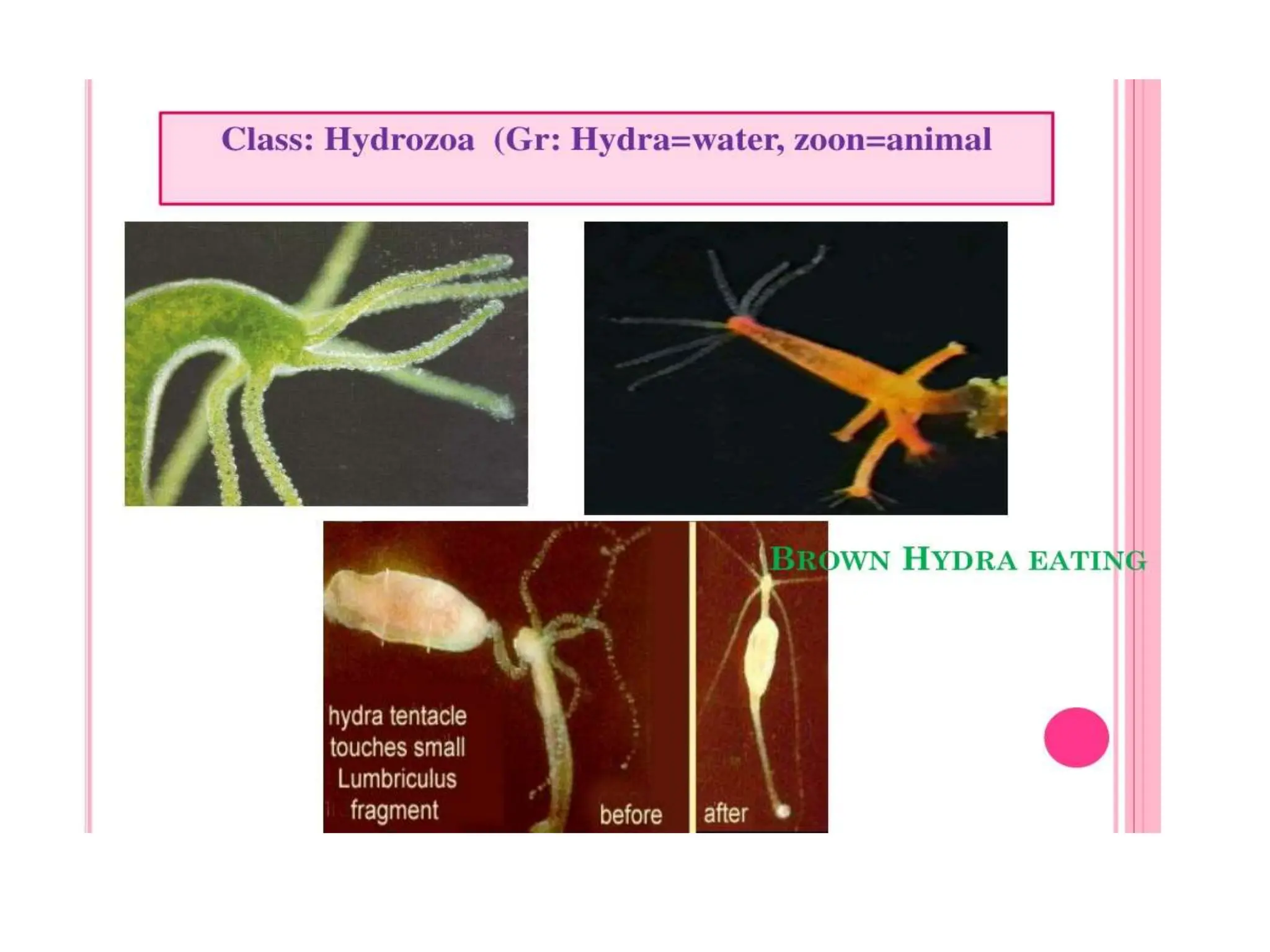 COELENTERATA CLASSIFICATION.-Cnidaria pptx | PPT