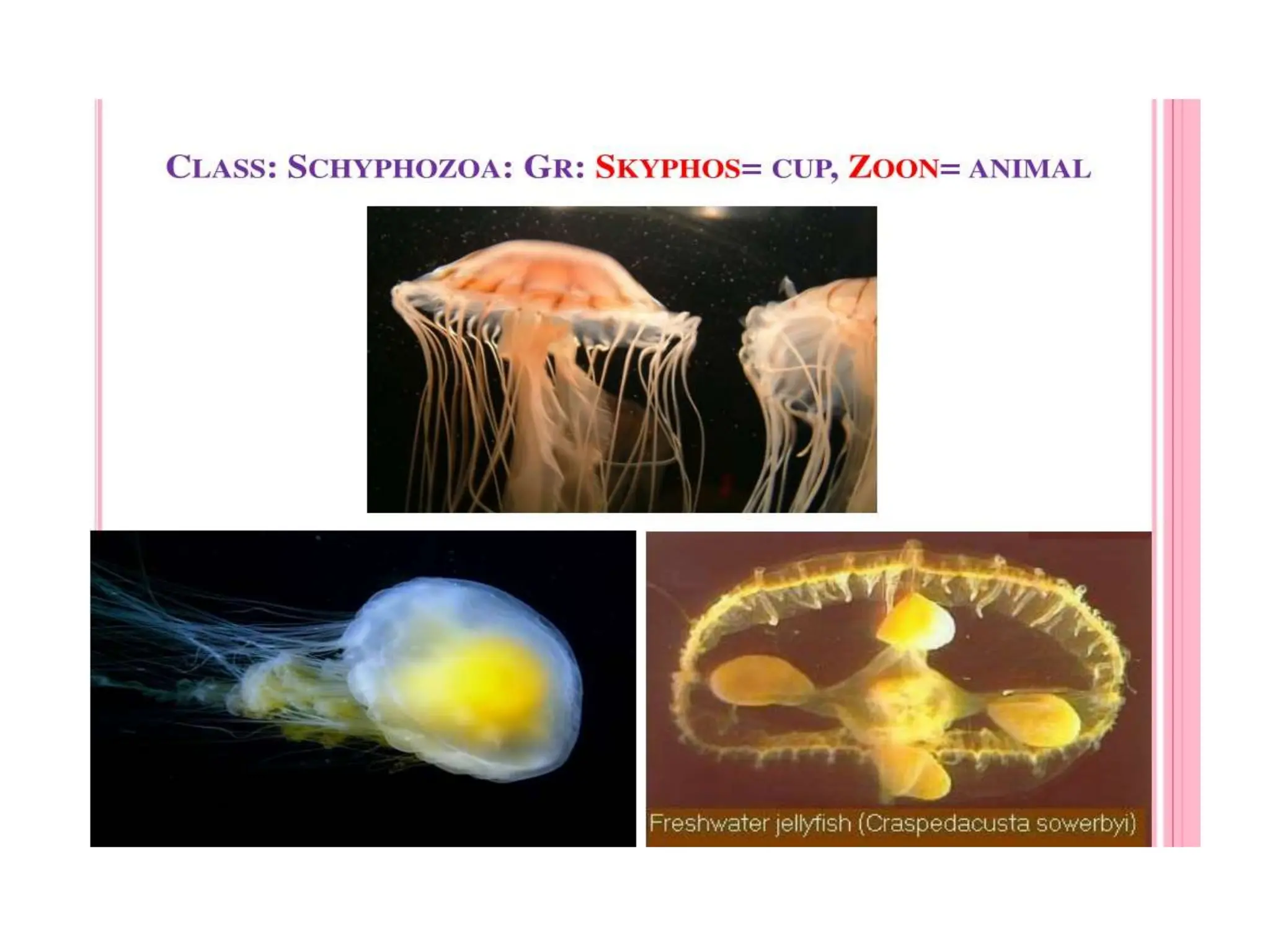 COELENTERATA CLASSIFICATION.-Cnidaria pptx | PPT
