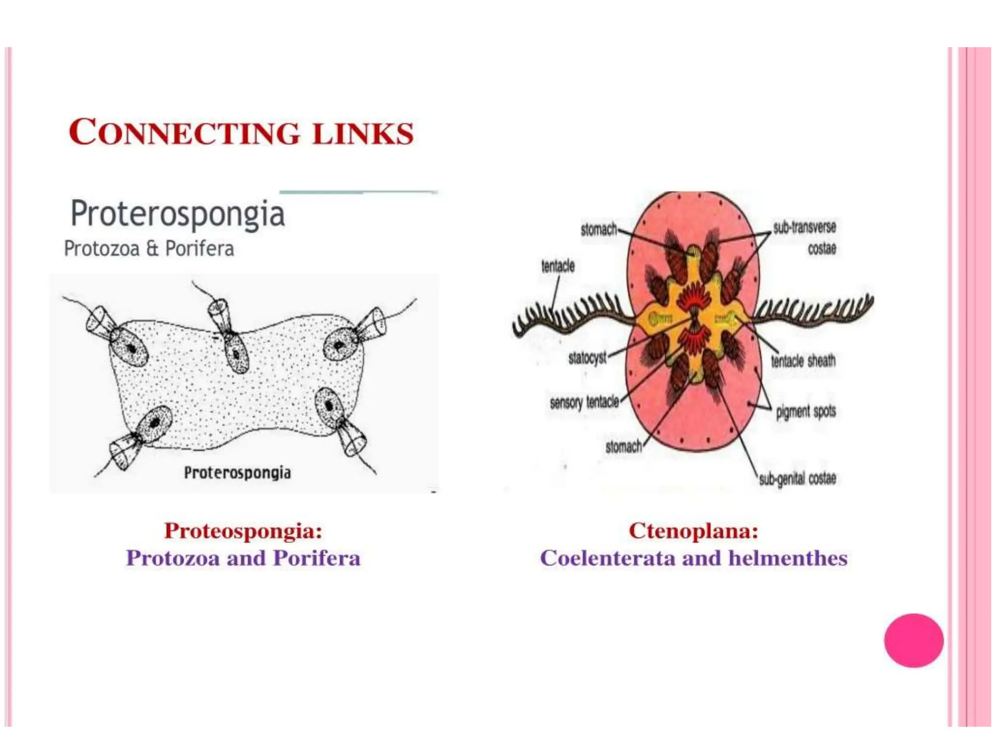 COELENTERATA CLASSIFICATION.-Cnidaria pptx | PPT