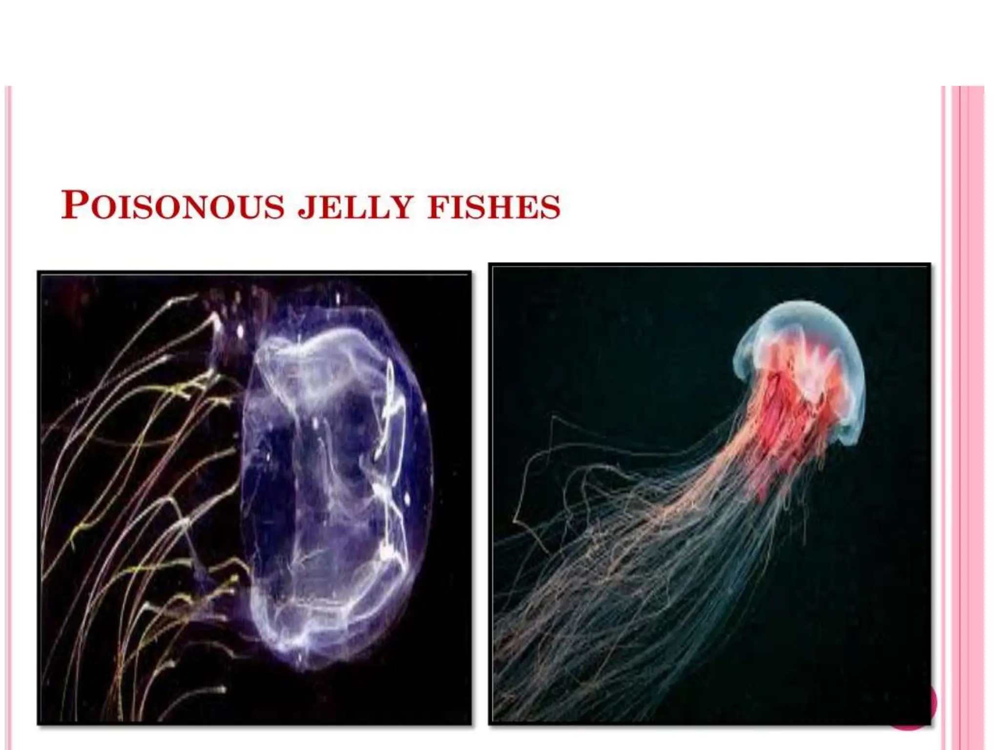 COELENTERATA CLASSIFICATION.-Cnidaria pptx | PPT