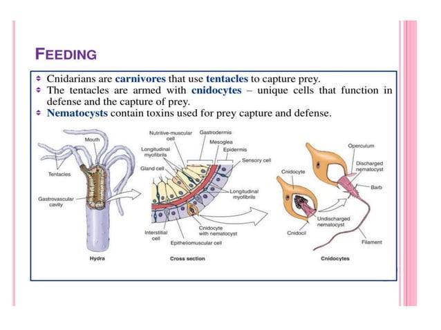 COELENTERATA CLASSIFICATION.-Cnidaria pptx | PPT