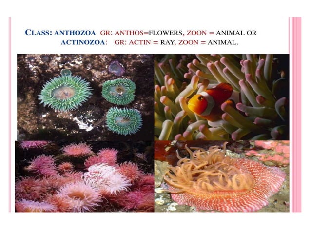 COELENTERATA CLASSIFICATION.-Cnidaria pptx | PPT