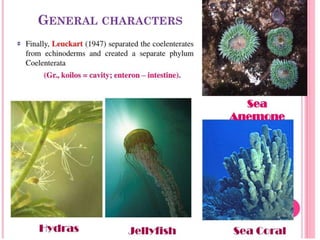 COELENTERATA CLASSIFICATION.-Cnidaria pptx | PPT