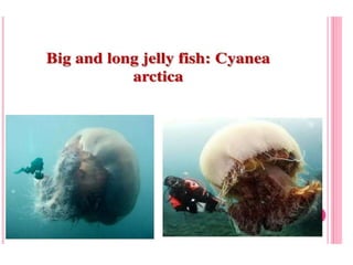 COELENTERATA CLASSIFICATION.-Cnidaria pptx | PPT