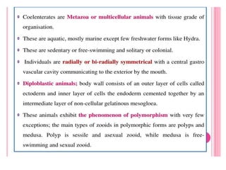 COELENTERATA CLASSIFICATION.-Cnidaria pptx | PPT