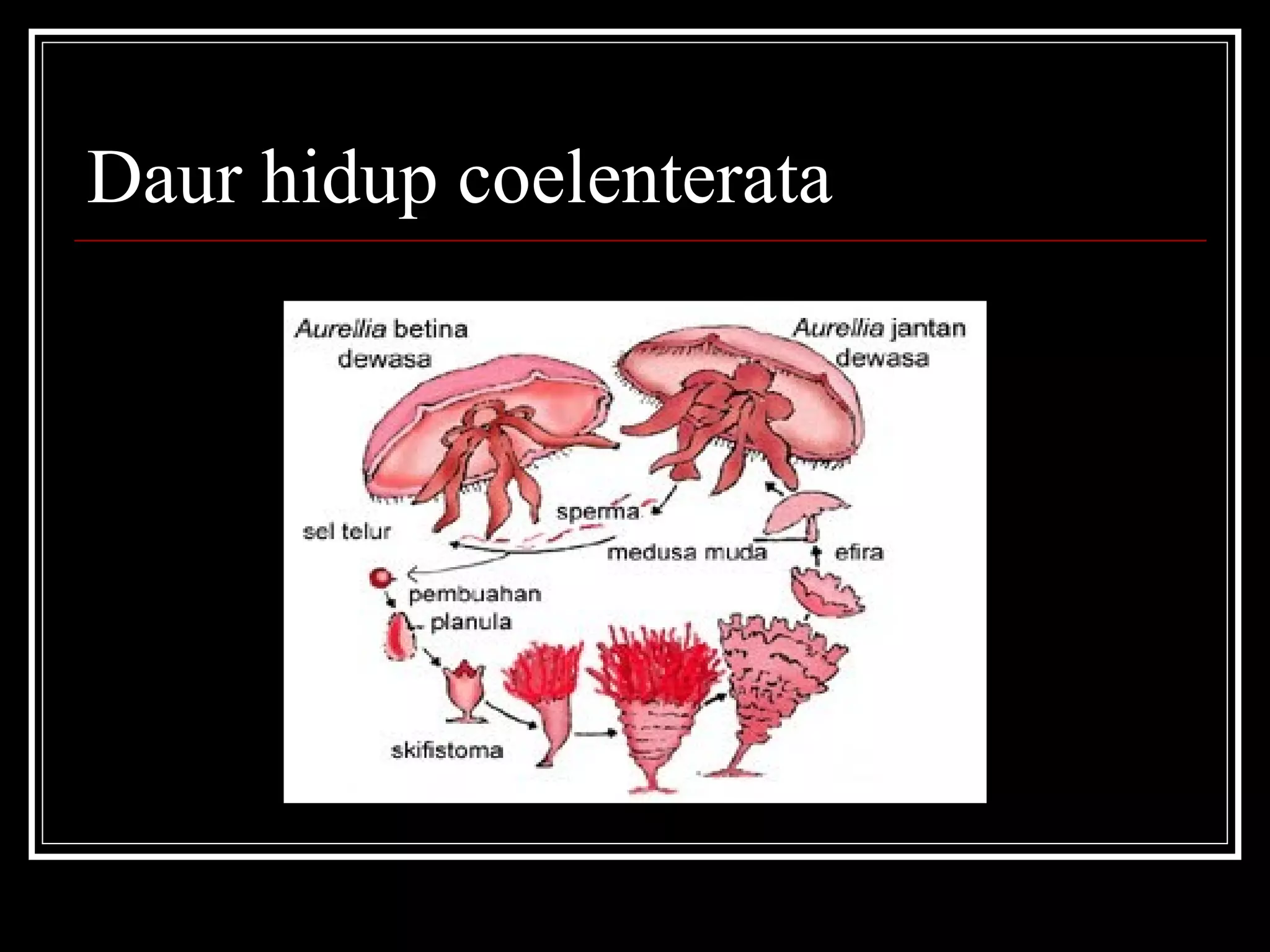 Coelenterata | PPT