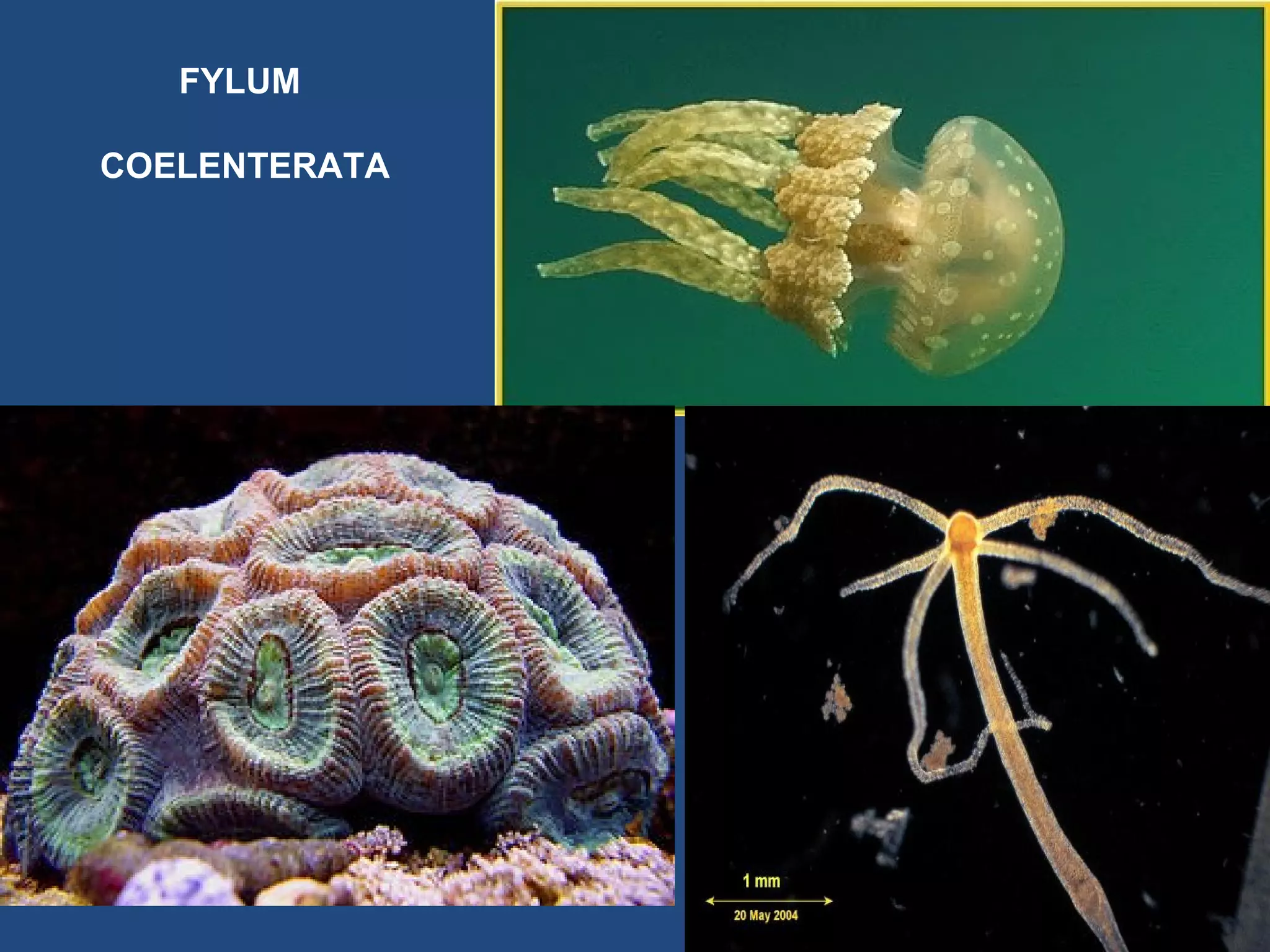 Coelenterata | PPT