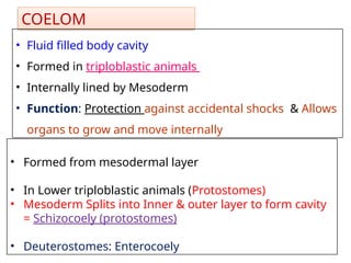Coelom diffrences and types,ppt Ravishankar Jha.pptx