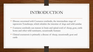 Coenurosis in ruminants | PPTX