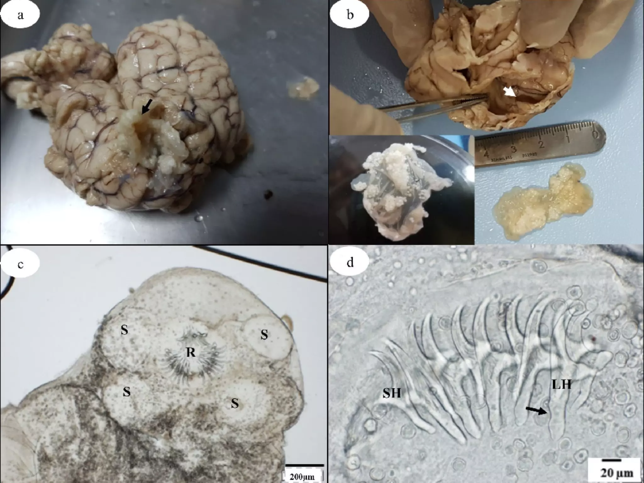 Coenurus cerebralis | PDF