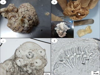 Coenurus cerebralis | PPT