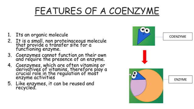Coenzymes and their functions | PPTX