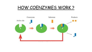 Coenzymes and their functions | PPTX