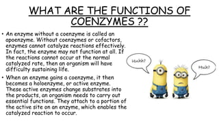 Coenzymes and their functions | PPTX