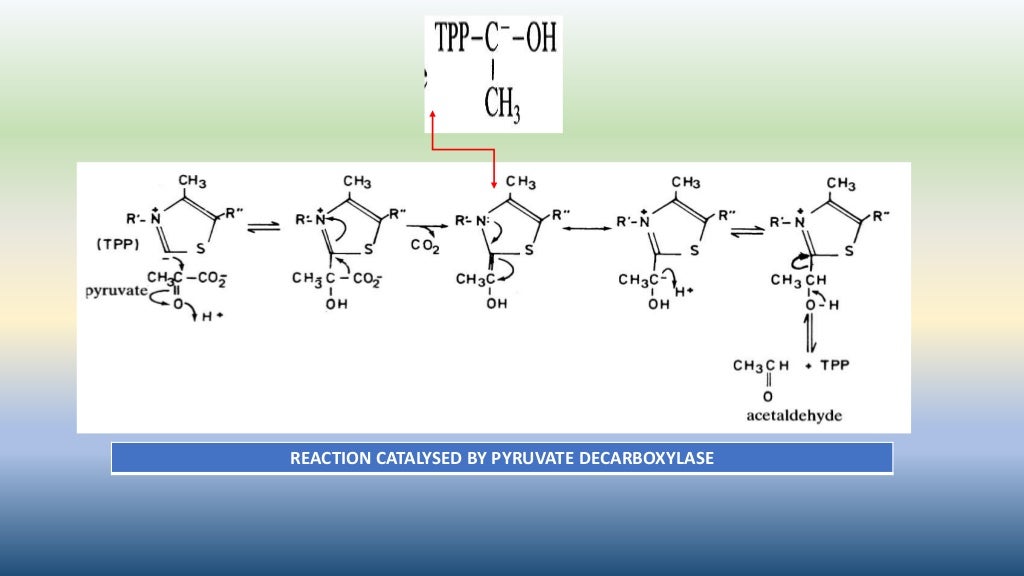 Coenzymes : Structure and function