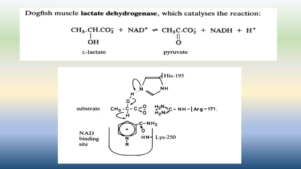 Coenzymes : Structure and function