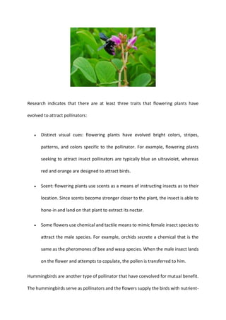 Angiosperms Plants Examples
