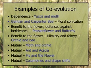Coevolution Examples In Plants