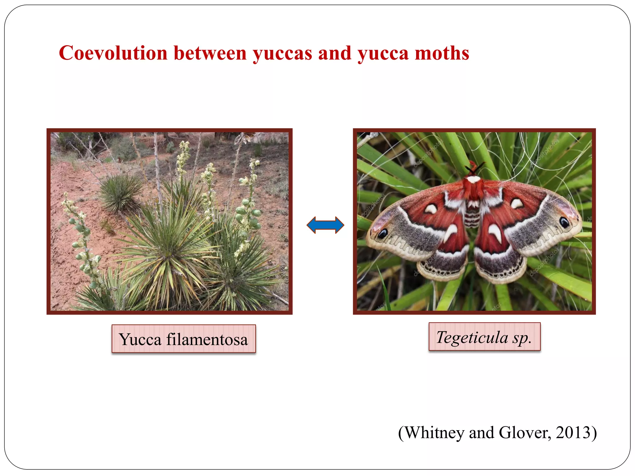 Coevolution of plant and insects | PDF