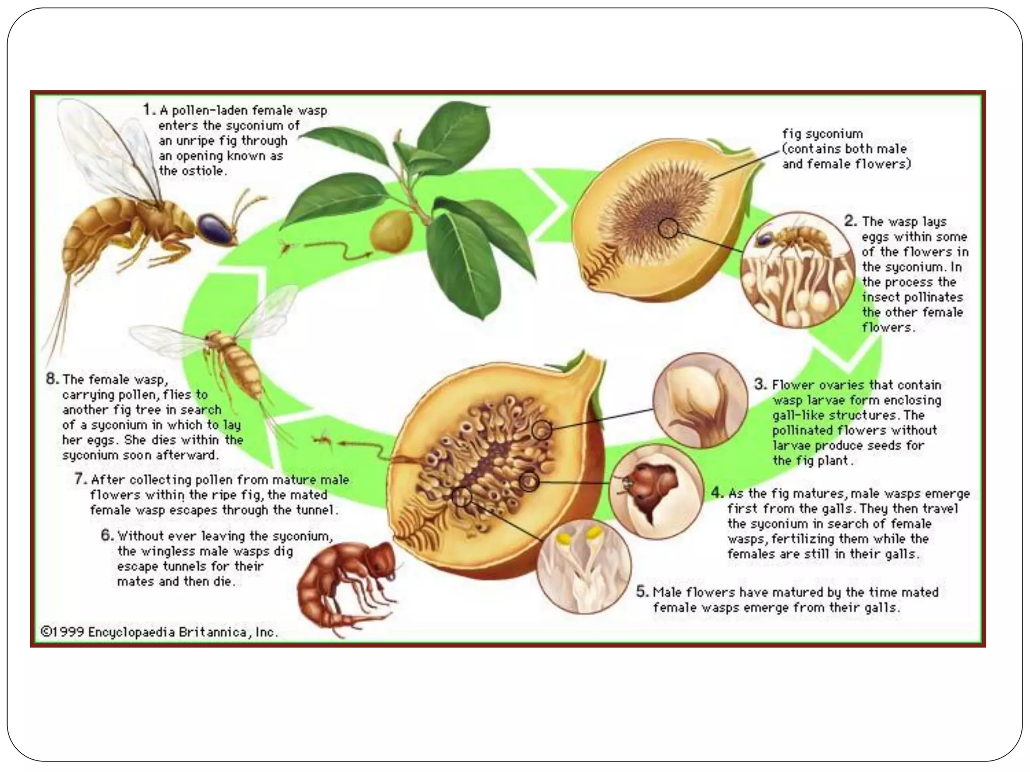 Coevolution of plant and insects | PDF