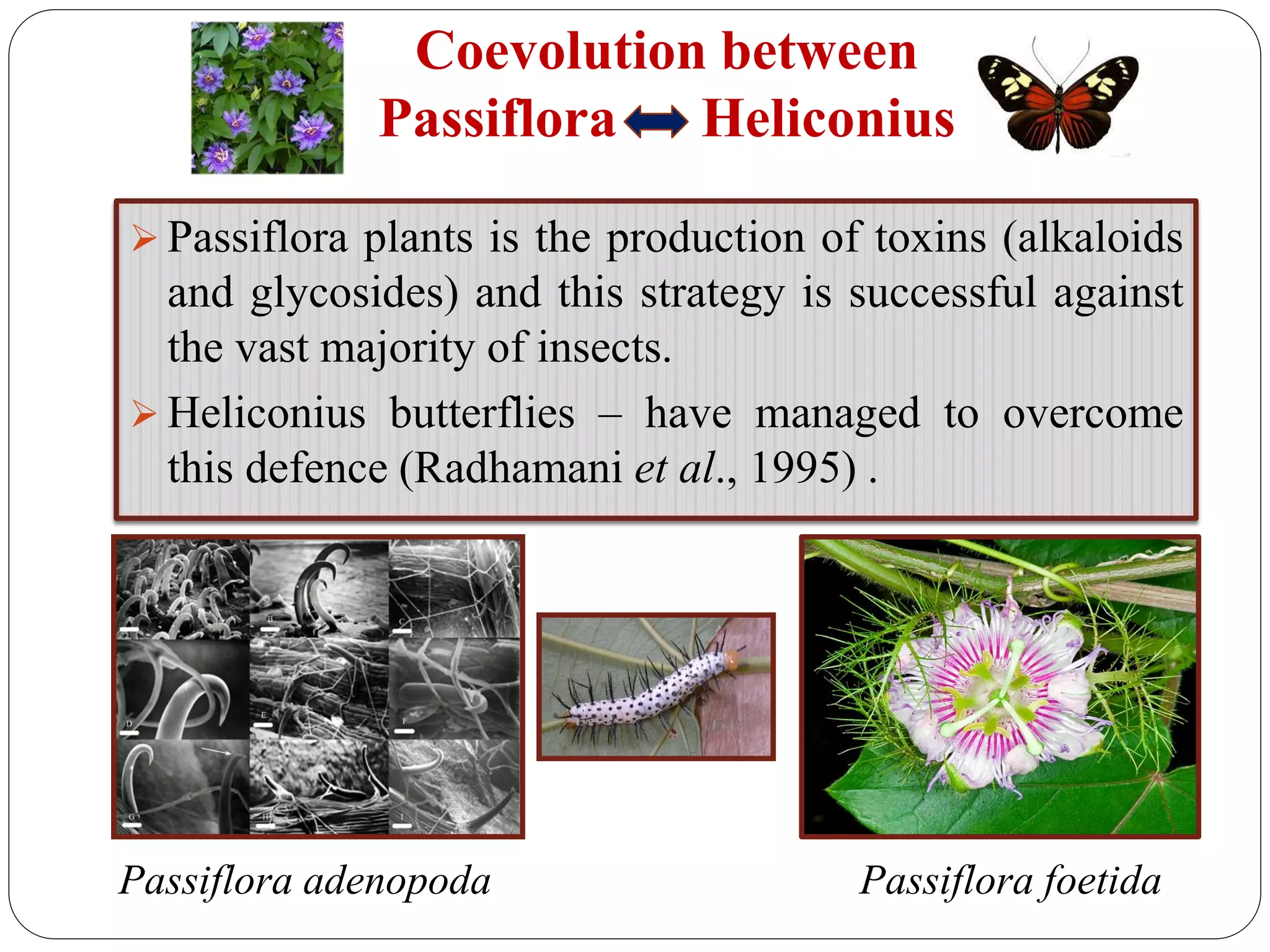 Coevolution of plant and insects | PDF
