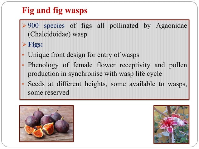 Coevolution of plant and insects | PDF | Beekeeping | Hobbies & Interests