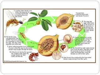 Coevolution of plant and insects | PDF