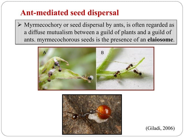Coevolution of plant and insects | PDF | Beekeeping | Hobbies & Interests