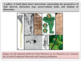 Coevolution of plant and insects | PDF
